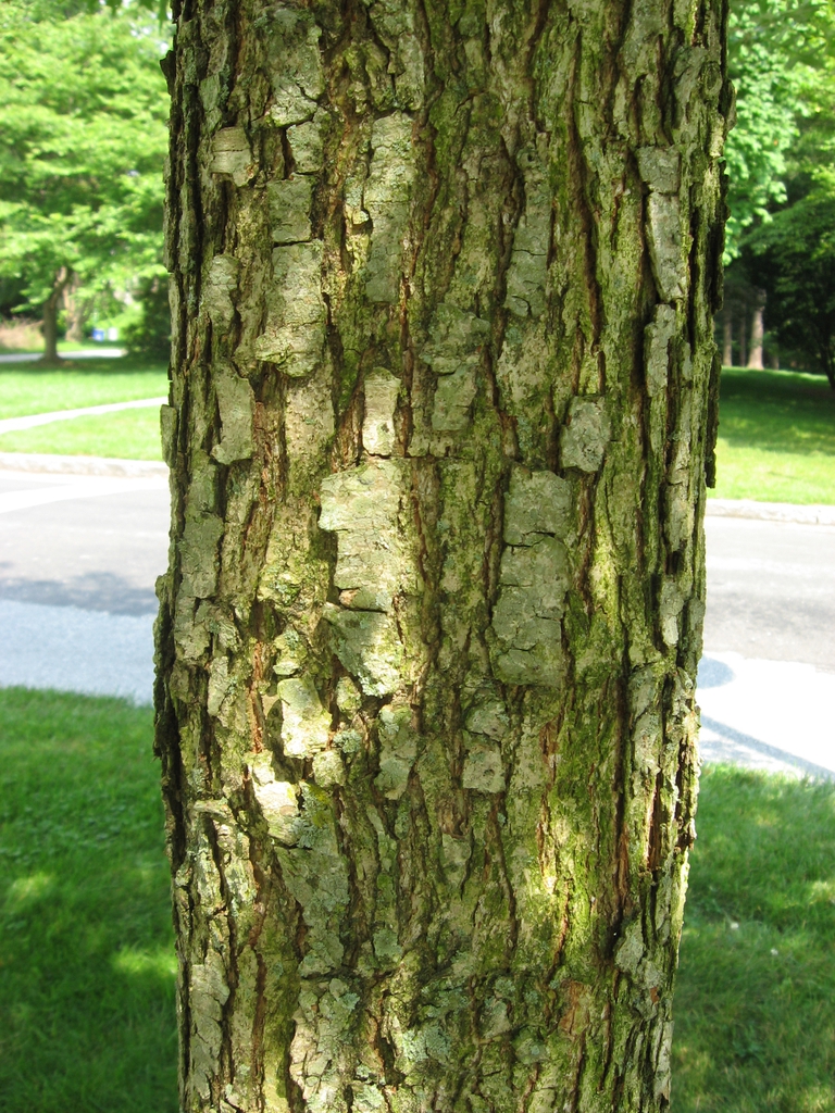 Overcup Oak – Dickson Tree Management & Beautification Board