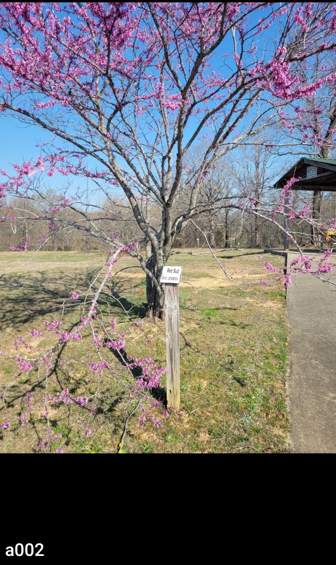 What’s Blooming? – Dickson Tree Management & Beautification Board