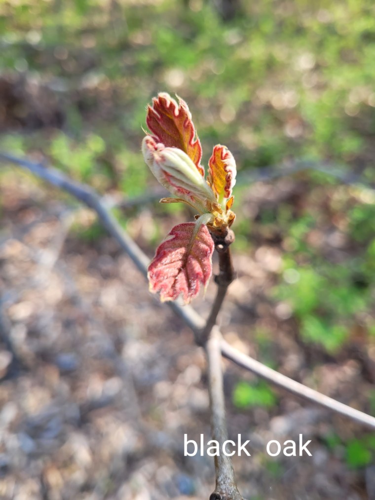 Spring is officially here in the City of Dickson Arboretum – Dickson ...